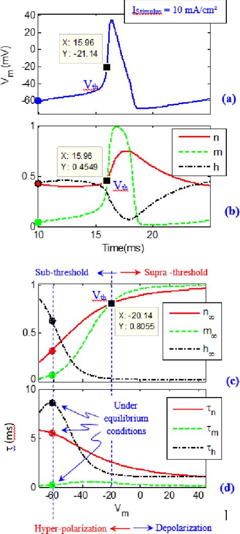 Figure 1 From Modeling The Human Sinoatrial Node Based On Sequential Discharge Hypothesis