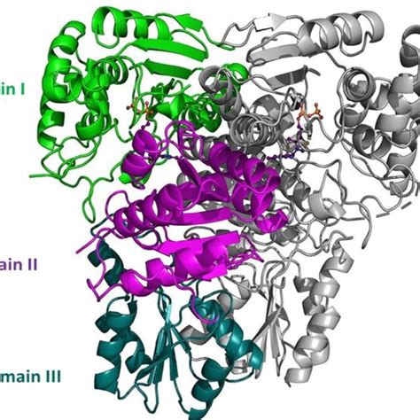 Padxps Thdp 3d Structure Of A Dimer Showing Domain Organization Pdb