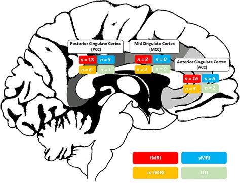 Functional Vs Structural Findings Download Scientific Diagram
