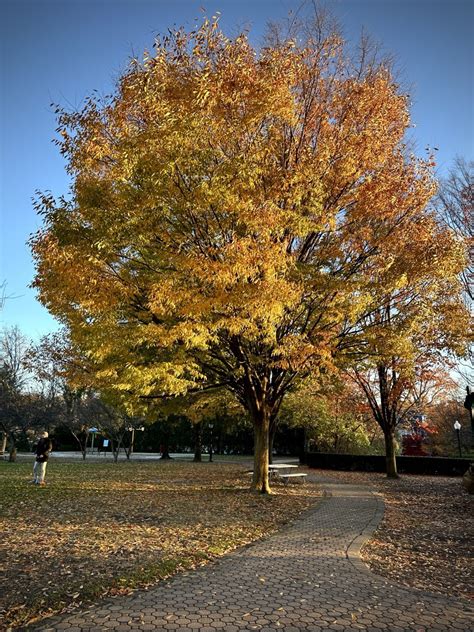 Micah Walter Investigations In Ai Cloud And Creativity