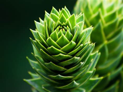 Амидриум (61 фото) » НА ДАЧЕ ФОТО