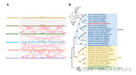 植物线粒体基因组 米仔兰线粒体基因组组装揭示其基因组结构和rna编辑位点 知乎