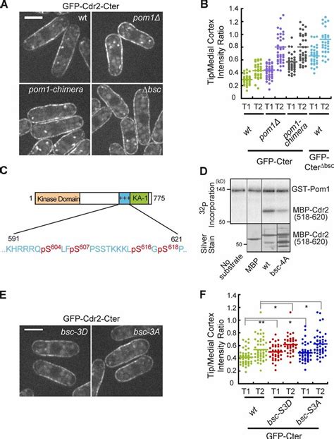Pom1 Phosphorylates The Cdr2 C Terminal Basic Domain To Modulate Cdr2