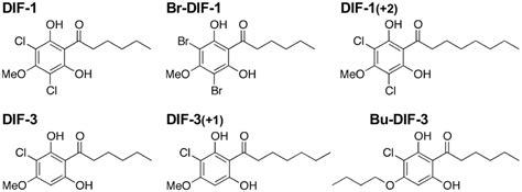 Chemical Structure Of Six Differentiation Inducing Factor Dif