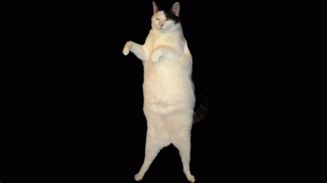 Cat Dancing  Cat Dancing Dance Move Discover And Share S