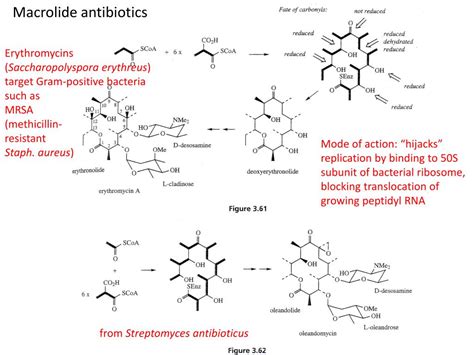 Gram Positive Coverage Antibiotics