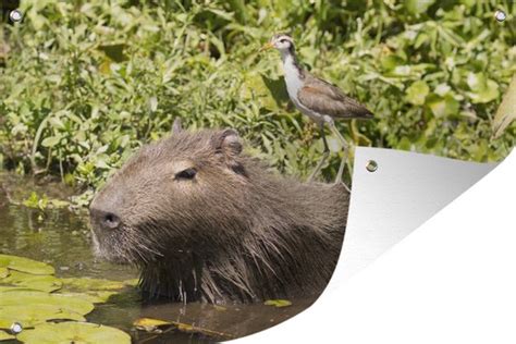 Tuinposter Tuindoek Tuinposters Buiten Een Capibara Zit In Het