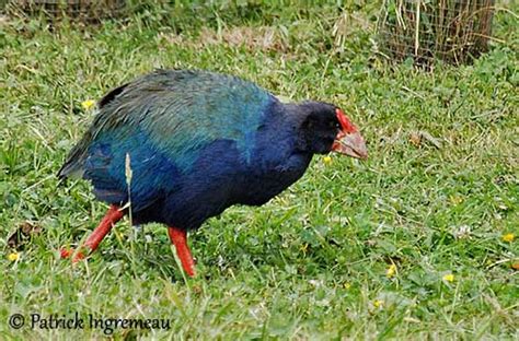 Takahe