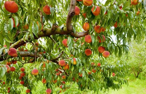 11 Best Fruit Trees To Grow In Hawaii 2023 Guide The Gardening Dad