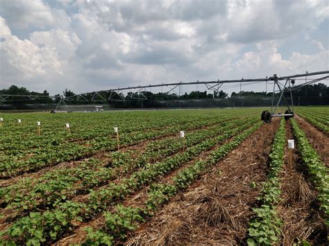 Maintaining Water Application Uniformity In Irrigation Systems