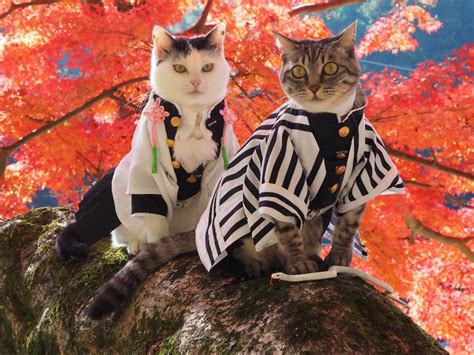 Japanese Artist Creates Epic Anime Costumes For His Cats Design You