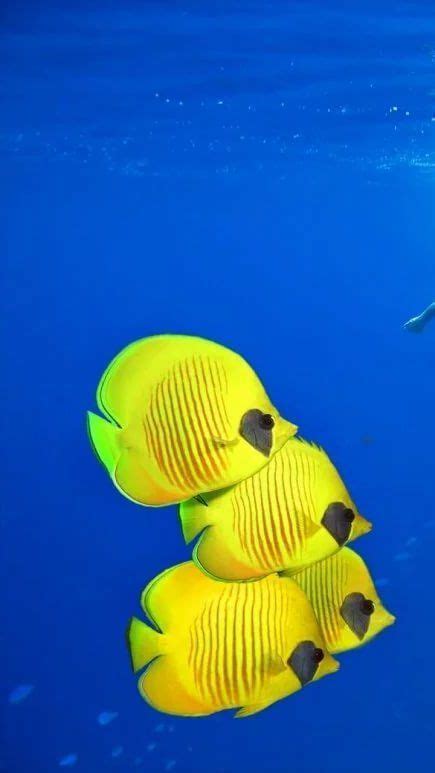 Обои на айфон 11 пляж