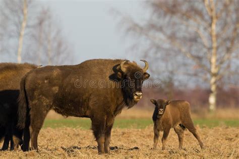 Mammals Wild Nature European Bison Bison Bonasus Wisent Herd Standing