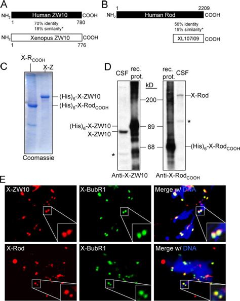 Characterization Of Xenopus Zw10 And Rod A And B Schematic Alignment Download Scientific