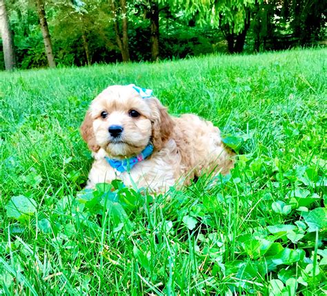 Meet Drew A Gorgeous Friendly Red Cavapoo Male Log Home Puppies Is