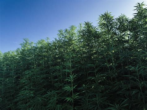 Proposed Hemp Bill Could Protect Emerging Industry Greenstate