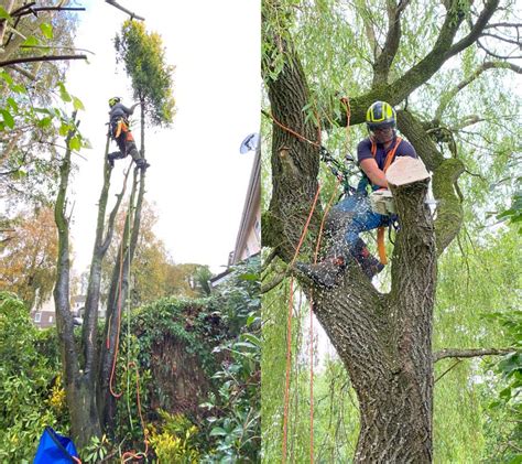 Exeter Tree Surgery Specialists 07485 411618