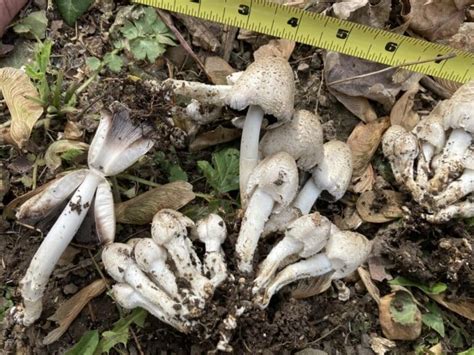 Inky Cap Mushrooms Identification Foraging And Cooking Mushroom Appreciation