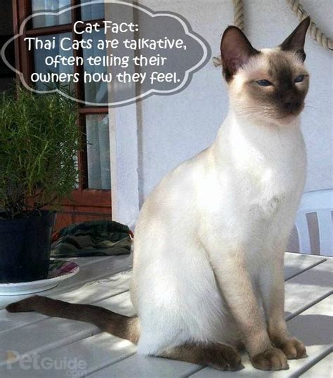 Thai Cat Breed