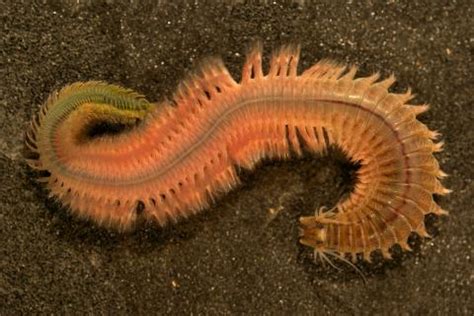 Clam Worm Shape Of Life