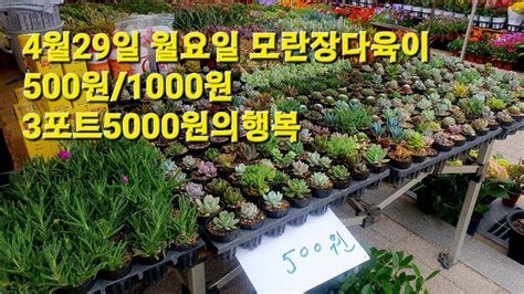 4월29일 월요일 모란장다육이 500원1000원3포트5000원의행복 Youtube