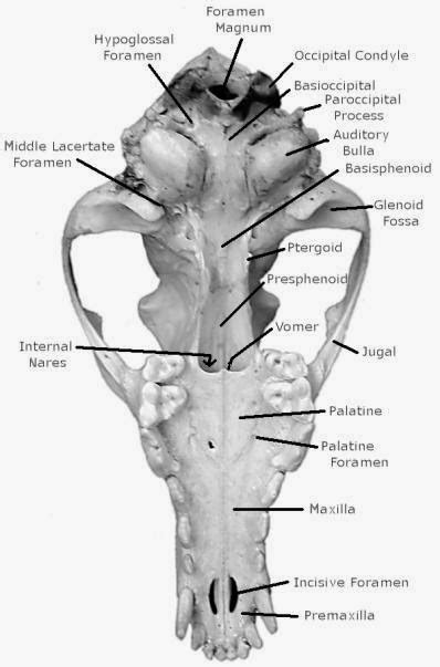 Veterinary Online Wolf All About Wolves 2014 Part 3 Veterinary Online