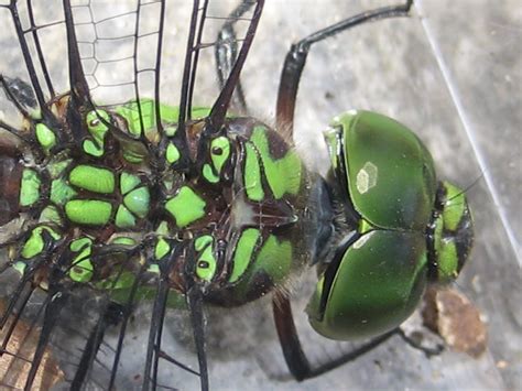 Close Up Pics Of Everyday Things