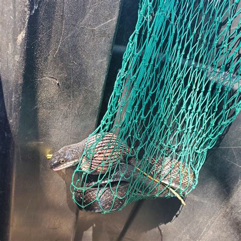 Sub Basement Lab Spider Id Mn R Spiders