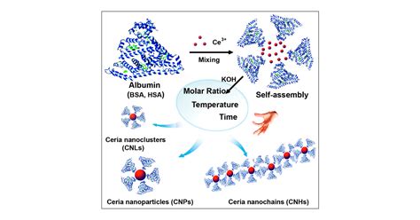Albumin Mediated Biomineralization Of Shape Controllable And