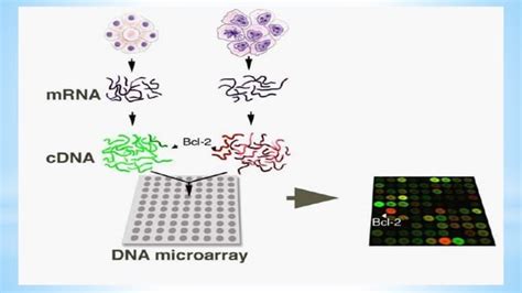 Dna Micro Array Technique Ppt