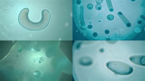 显微镜下细胞细菌分裂繁殖 视频素材下载