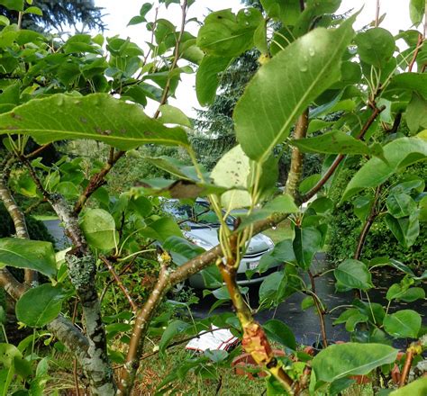 Daniel S Pacific NW Garden Grafting Fruit Trees Progress Report
