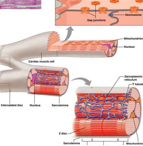 Cardiac Muscle Intercalated Disc