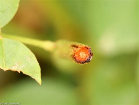 Glycyrrhiza Glabra • Floravegeu
