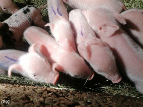 Krmaca Sa Prasicima Svinje Olx Ba