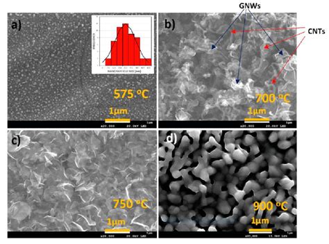 FE SEM Images Of Carbon Nanostructures Grown On Stainless Steel SS Download Scientific