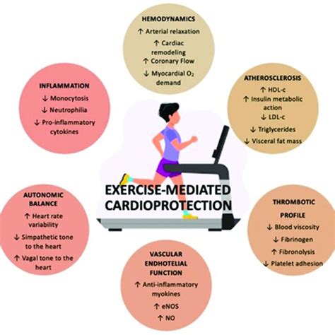 The Protective Effects Of Exercise On The Cardiovascular System Download Scientific Diagram