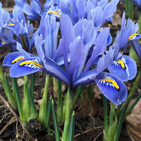 Iris Alida Dwarf Iris Gardeners Dream