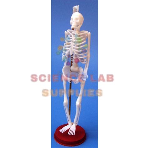 Human Skeleton Model Small Plastic China Manufacturers Suppliers