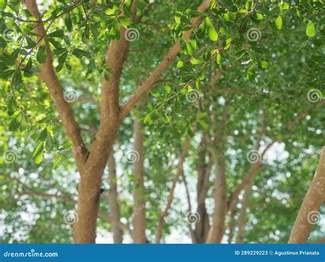 Koa Tree Plantation At The Garden Stock Image Image Of Tree Garden