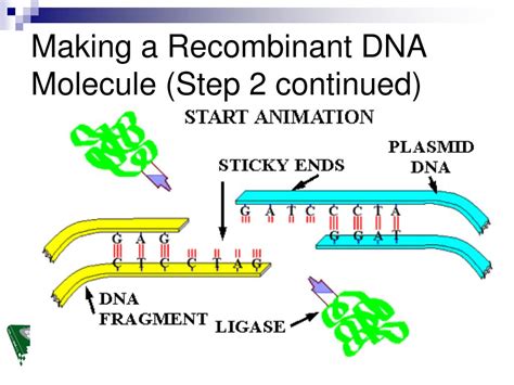 Ppt Recombinant Dna Technology Powerpoint Presentation Free Download Id 5104017