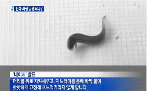 걷는 물고기 아프리카 폴립테루스… 지느러미로 걸어다녀 전자신문