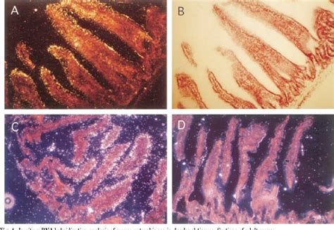 Figure 1 From Structure Of Murine Enterokinase Enteropeptidase And