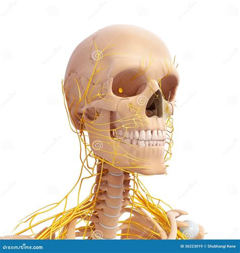 Anatomie Van Menselijk Hoofd Zenuwstelsel Stock Illustratie