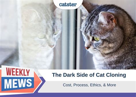 The Dark Side Of Cat Cloning Cost Process Ethics And More Healthy