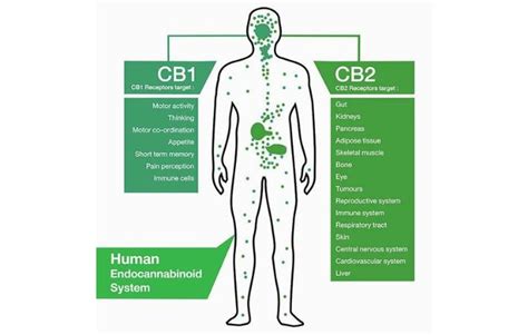 Navigating The Challenges Of Cannabinoid Hyperemesis Syndrome