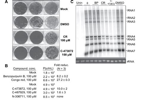 Figure 5 From Small Molecule Inhibitors Of The Sars Cov Nsp15 Endoribonuclease Semantic Scholar