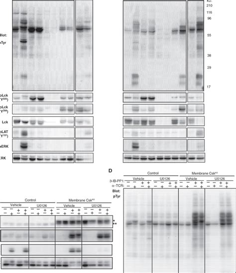 TCR Signaling Components Are Required For T Cell Activation Upon Download Scientific Diagram
