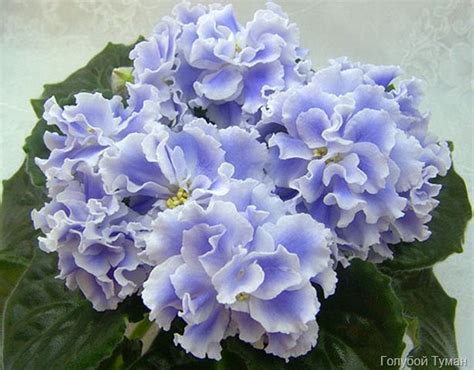 Голубой Туман Морев 2001 г Большие махровые нежно голубые звёзды со слегка волнистой белой