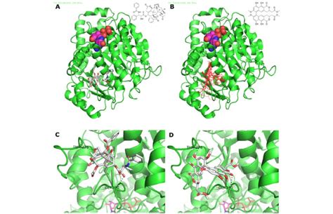 Binding Modes Of Viriditoxin And Paclitaxel To The Ligand Binding
